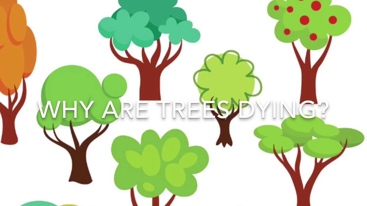 Why Do We Need Trees YouTube why-do-we-need-trees-youtube
