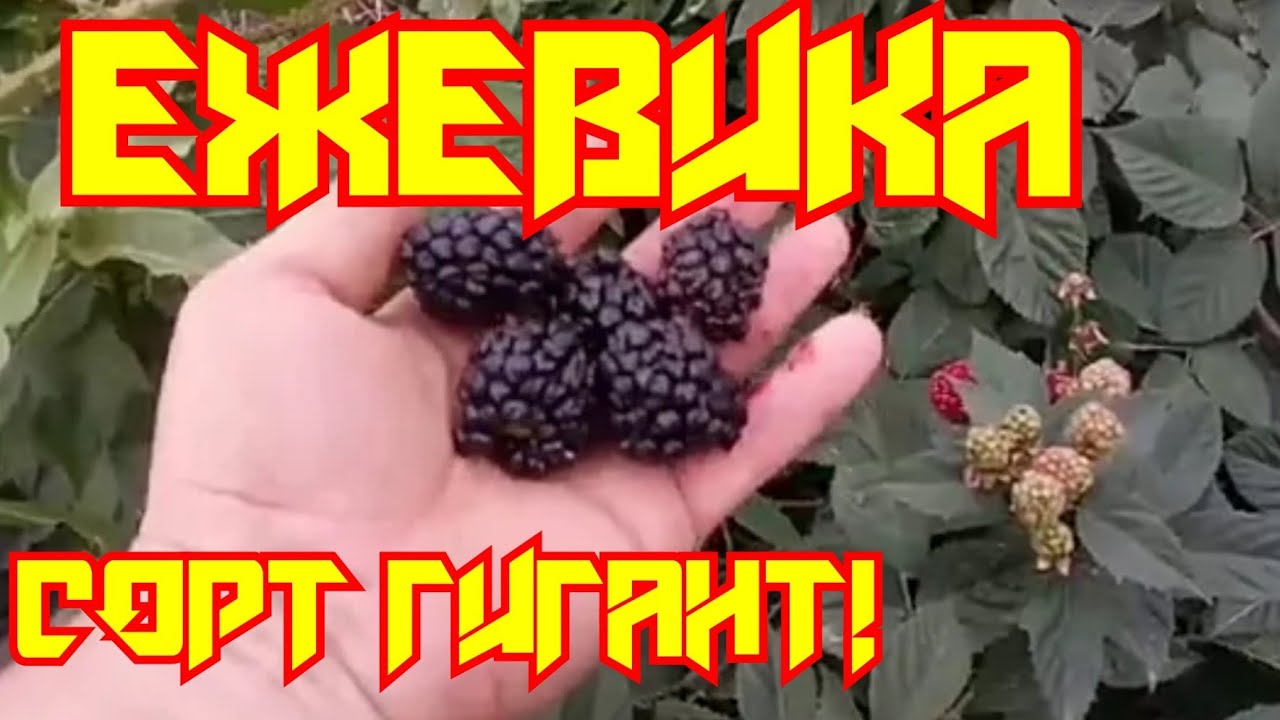 "Самый крупный сорт ежевики!(Сорт гигант)! " - YouTube
