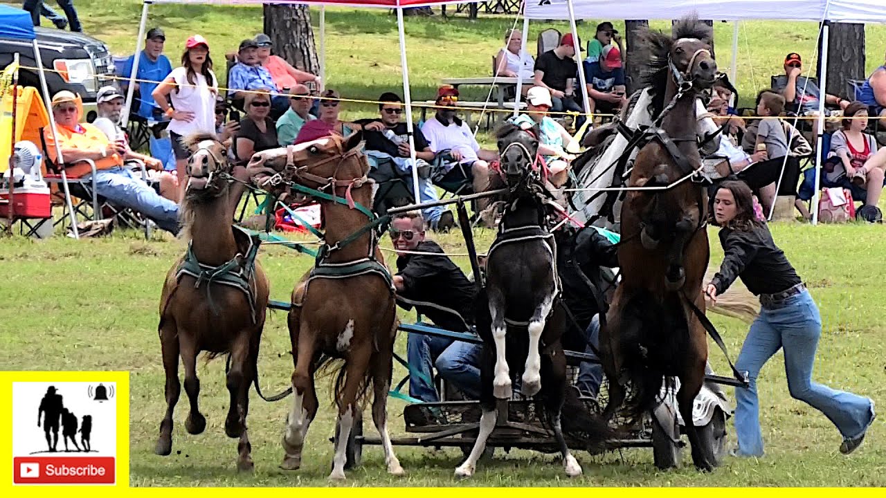 Big Mules & Four-Up Horse Wagon Races - What About Bob Chuckwagon Races ...