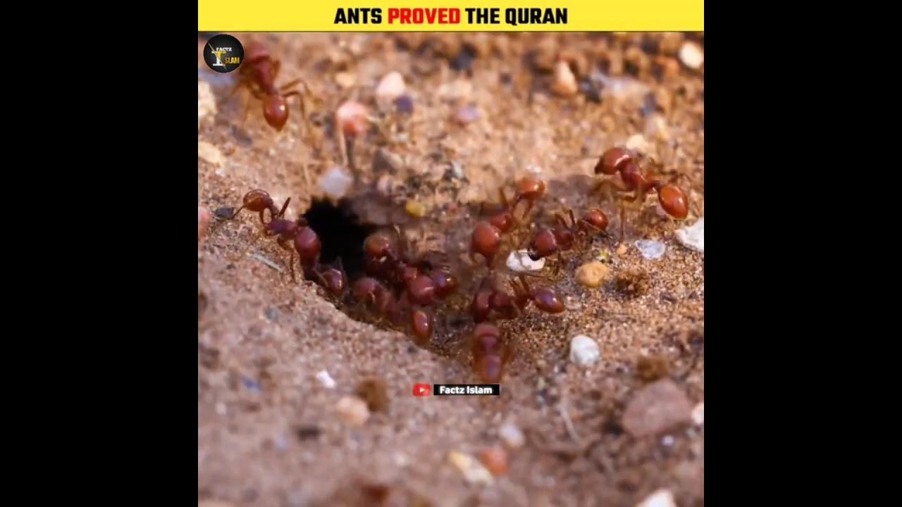 Ants Talk To Each Other 🐜 | Miracle Quran #shorts #facts #islam - YouTube