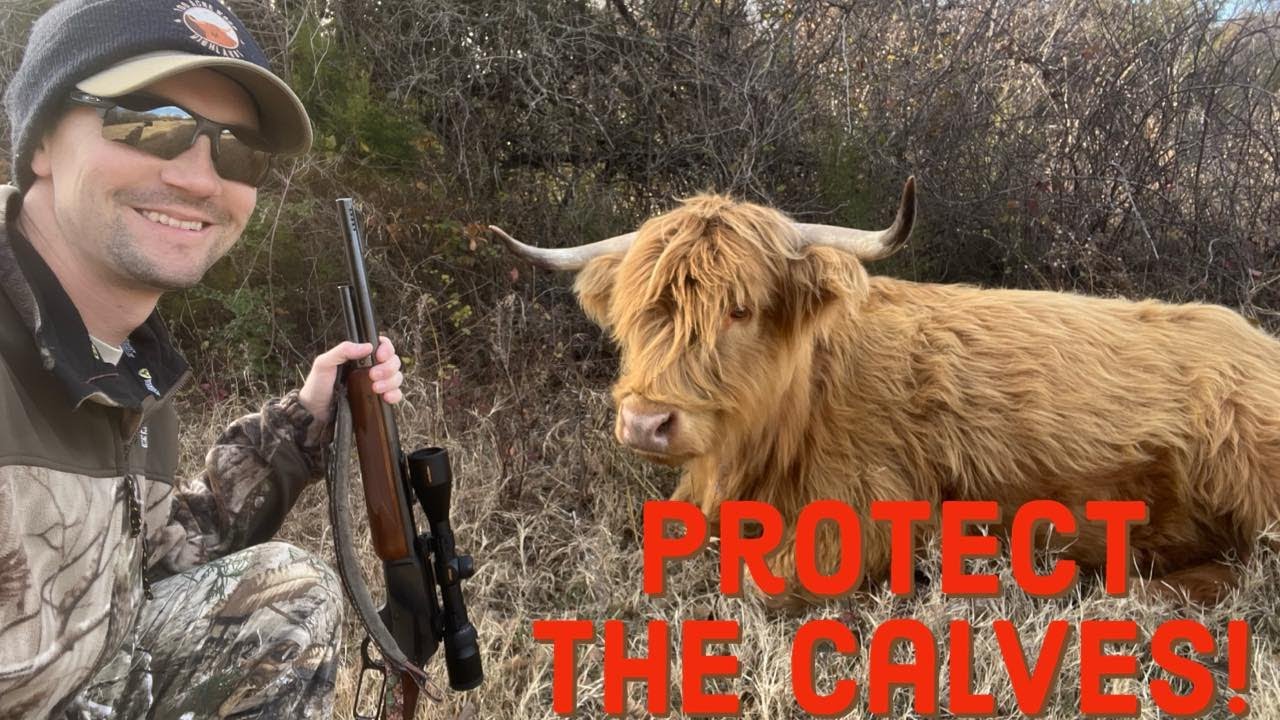 Predator control needed on the farm! - YouTube