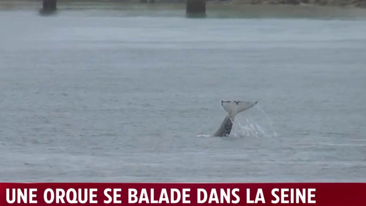 Une orque se balade dans la seine - YouTube