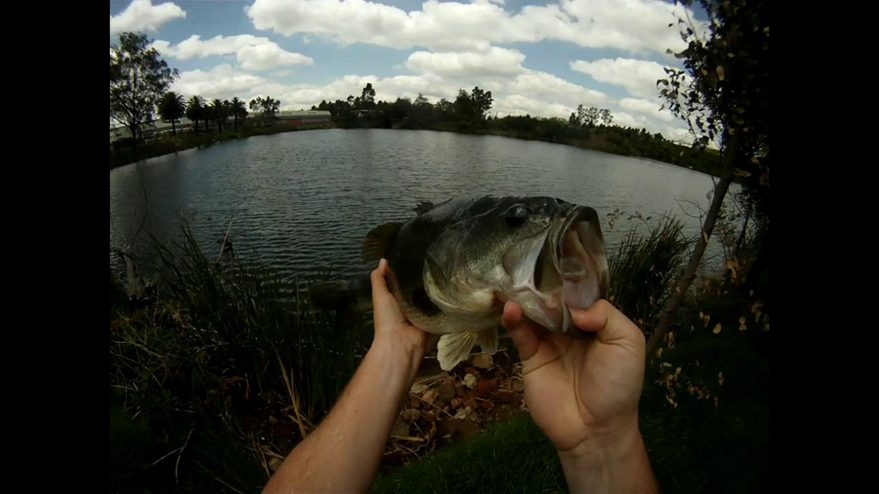 Its a Tank!!! South Africa Bass fishing My PB on top water frog - YouTube