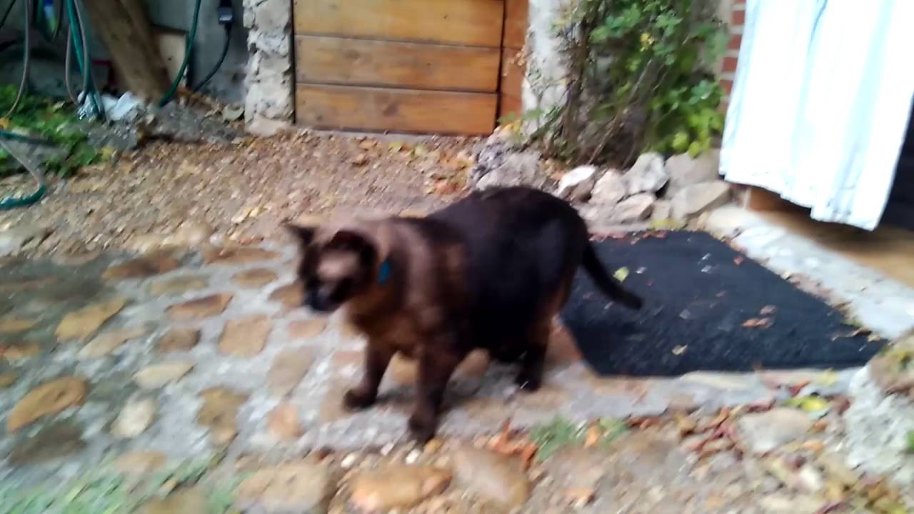 Gato asustado por trueno - YouTube