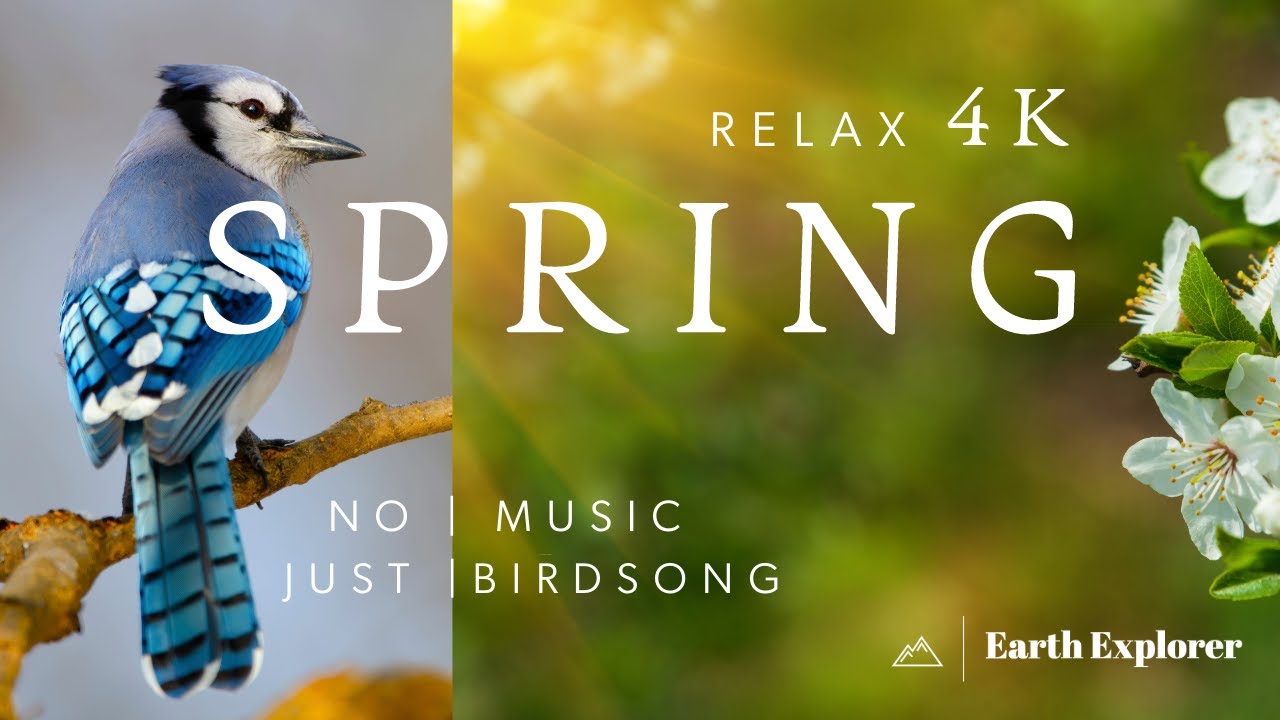 Birdsong | Spring 4K | Calm Your Mind - YouTube