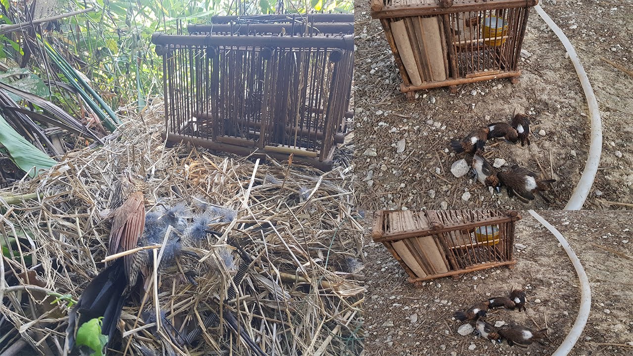 peb lus neej Cuab noog piv dub (ວາງ ກົງຕໍ່ນົກ) mag tau noog tua yuag ...