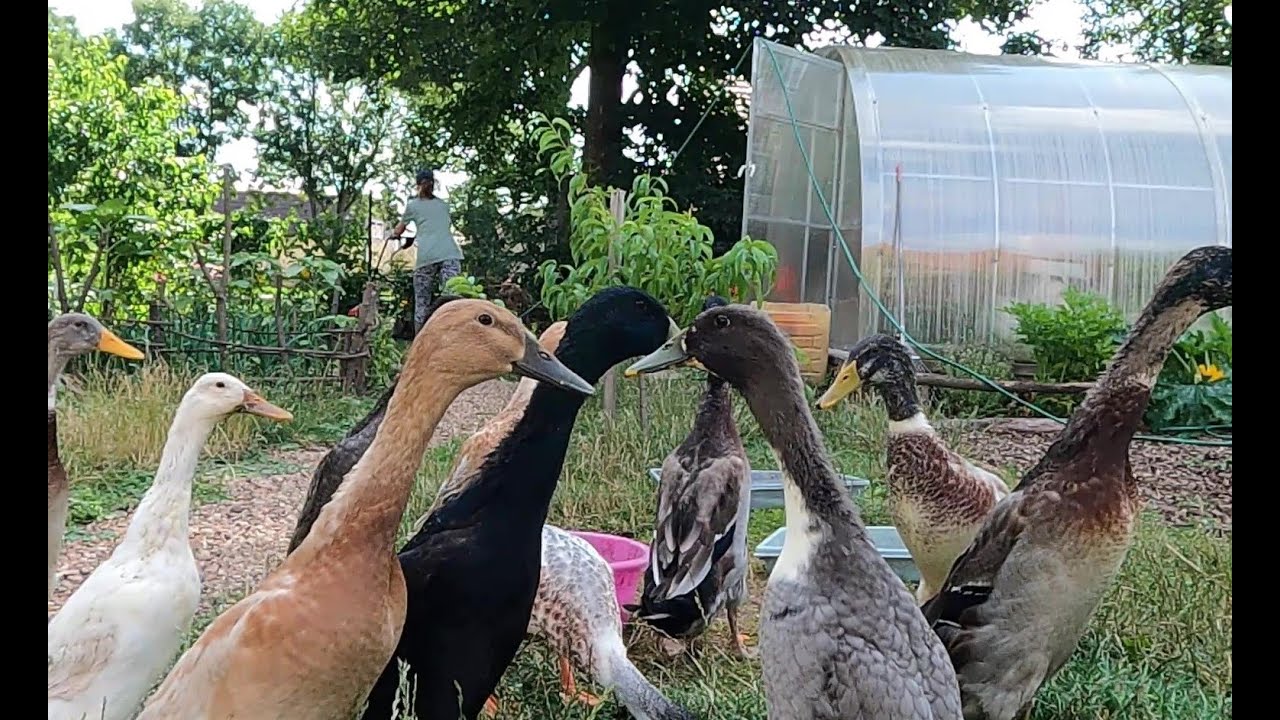 Kaczki biegusy , ślimaki i moje melony w szklarni - YouTube