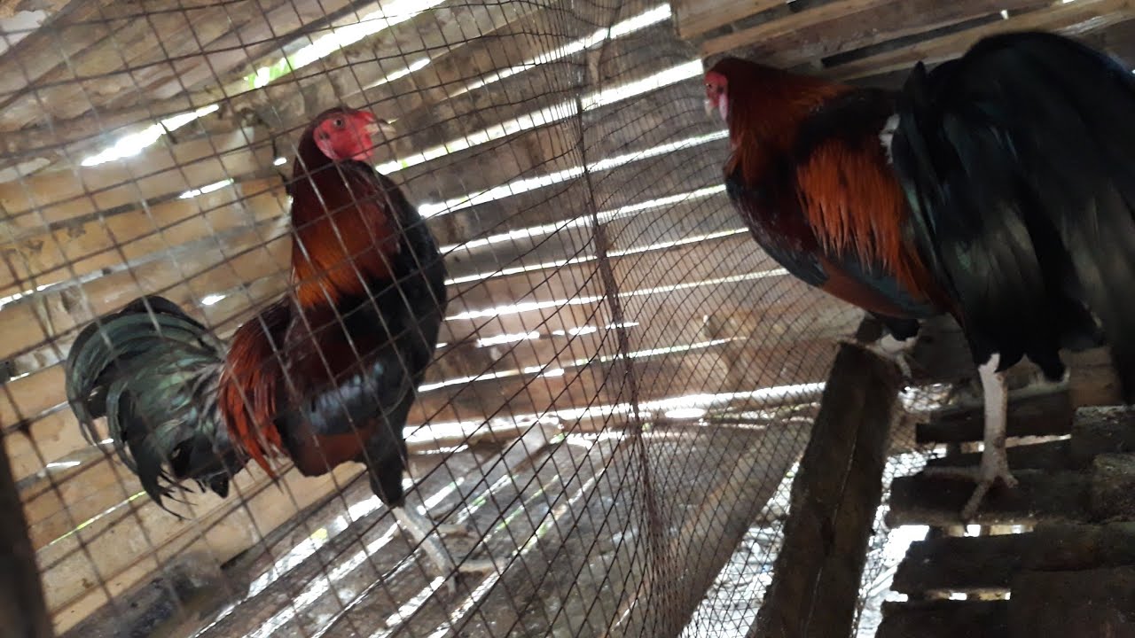 Manok FOR SALE pangsabong 800 pesos lang😱 Samboan Cebu area - YouTube