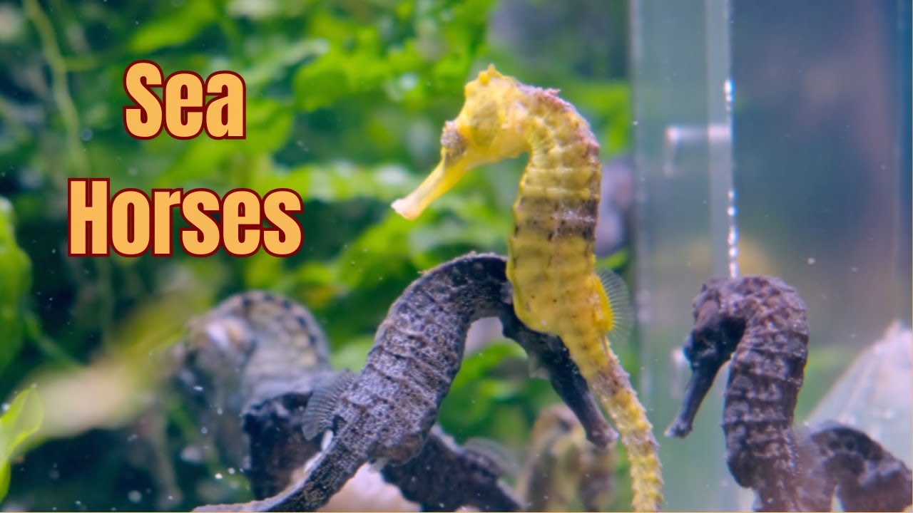 Fascinating Seahorse Facts: Secrets of the Underwater World Revealed ...