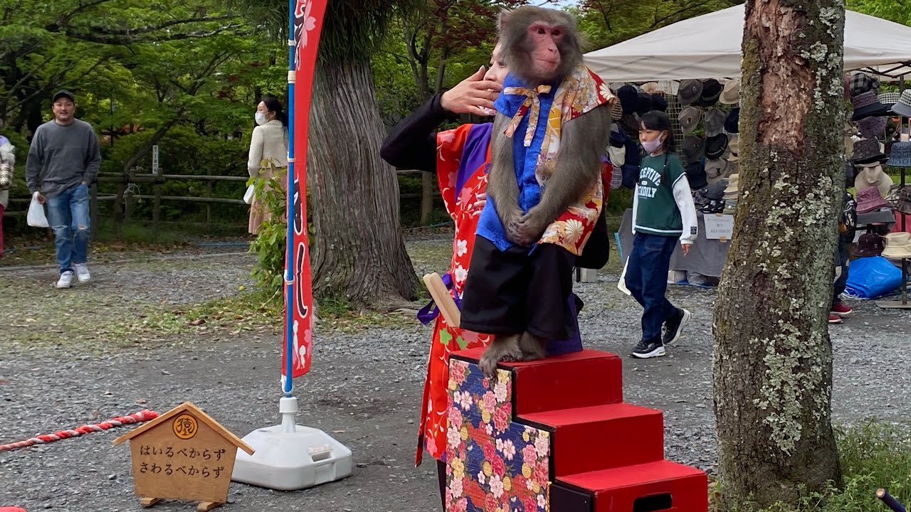 monkey show in Kyoto Japan - YouTube