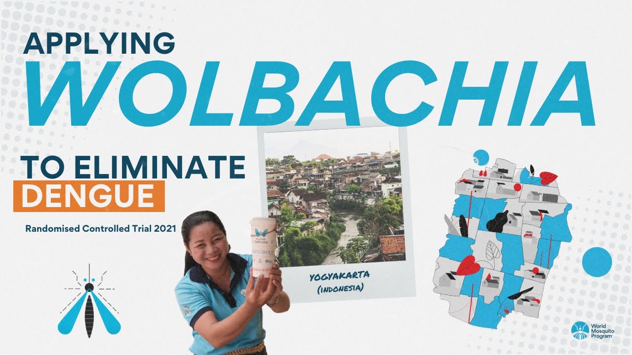 Applying Wolbachia to Eliminate Dengue - An updated animation - YouTube