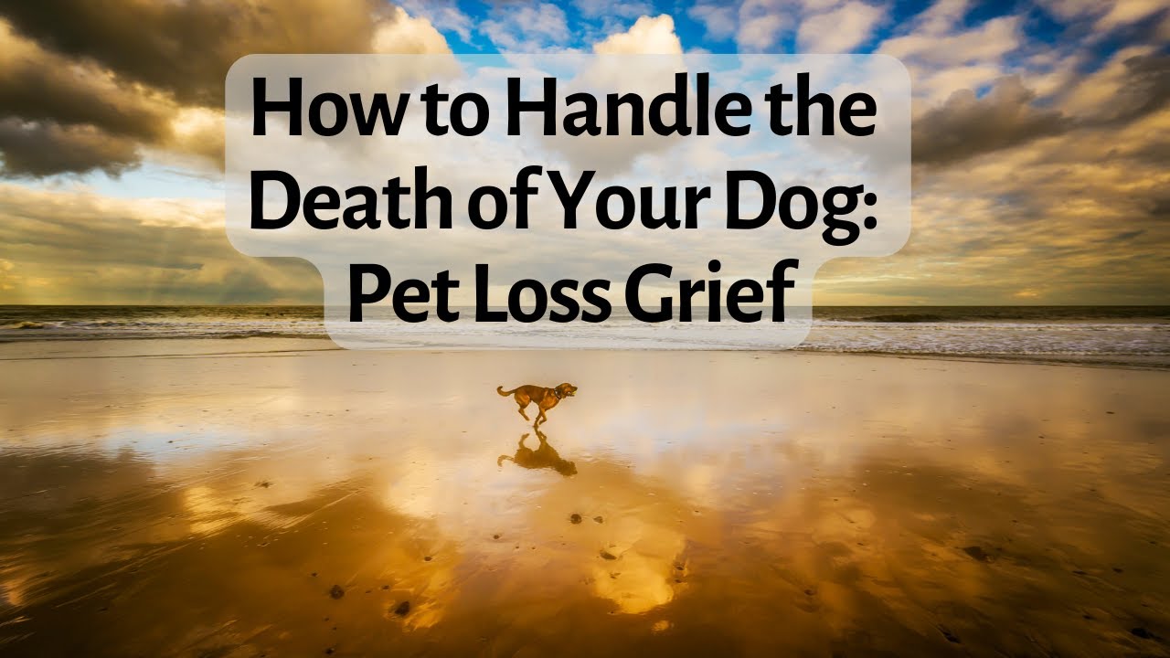 How to Cope with the Death of Your Dog: Pet Loss Grief - YouTube