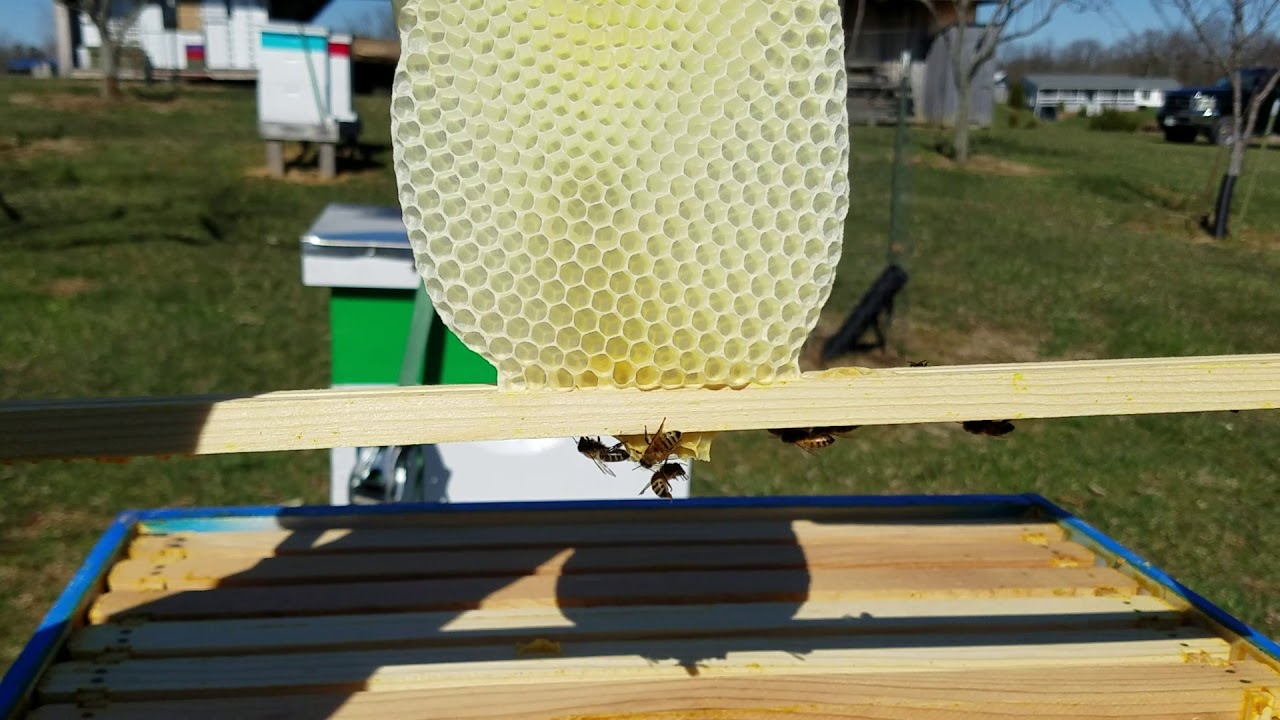 Bees drawing drone comb in the honey super - YouTube