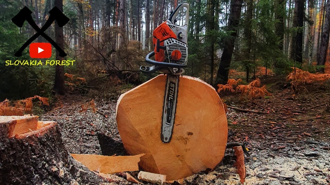 Tazba dreva - Big spruce - Stihl ms 500i - YouTube