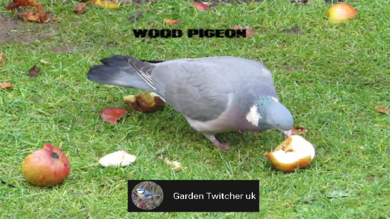 Wood Pigeon eating apples - YouTube