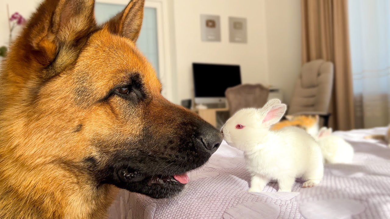 German Shepherd Meets New Tiny Bunnies for the First Time! - YouTube