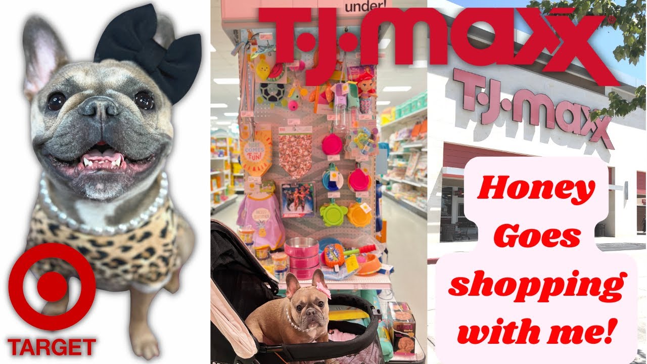 🛍 Taking my French Bulldog to T.J. Maxx and Target!!!🥰 #frenchie # ...