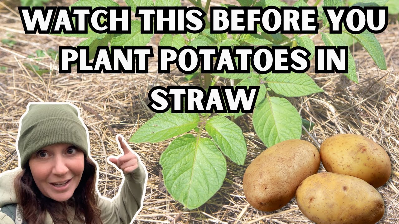Pros & Cons of Growing Potatoes in Straw 🥔 No dig method - YouTube