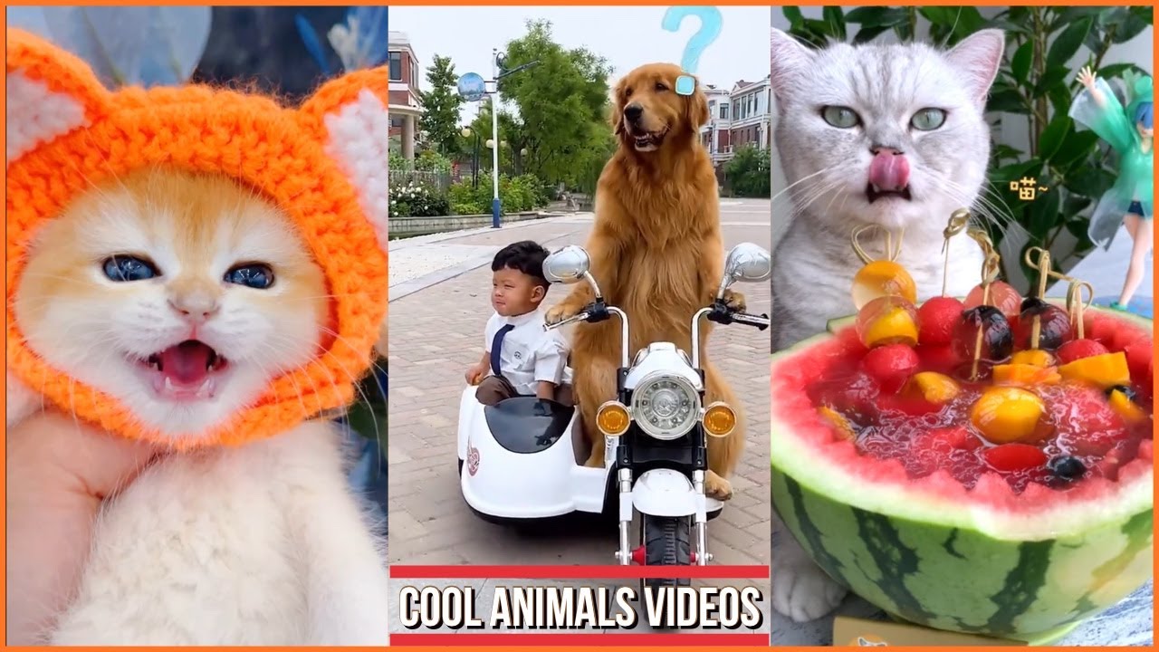 Cool Animals | Satisfying And Relaxing (Funny Animals Videos) - YouTube