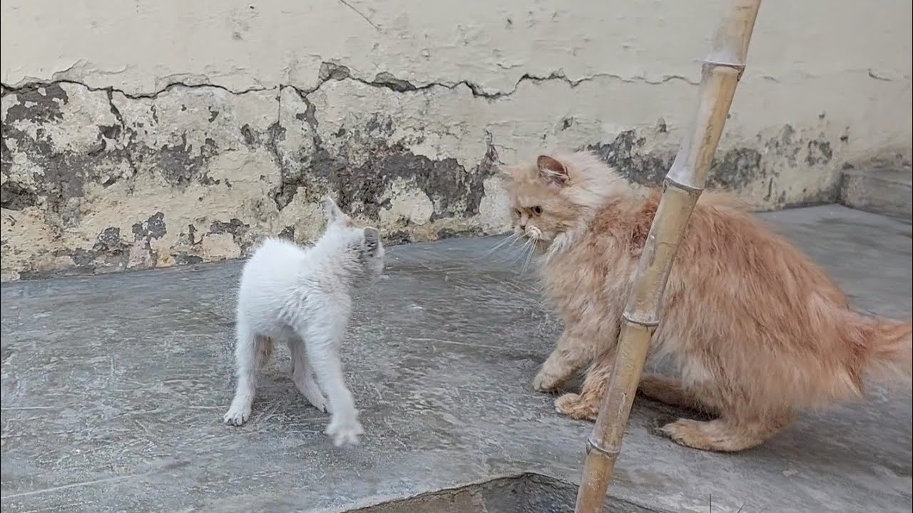 Poor Kitten Was Ignored By People And Forced To Live On The Road ...