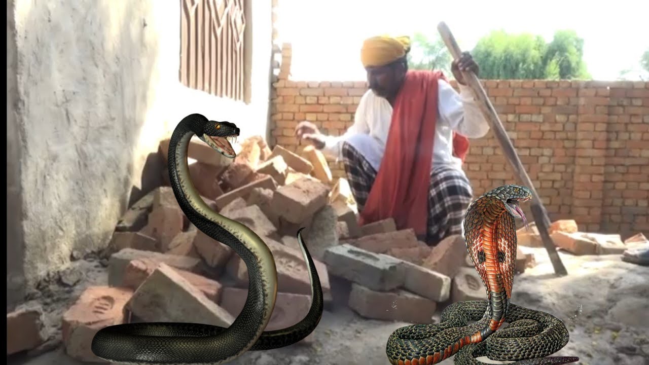 |NaginJogi| Huge snake found in under construction house - YouTube