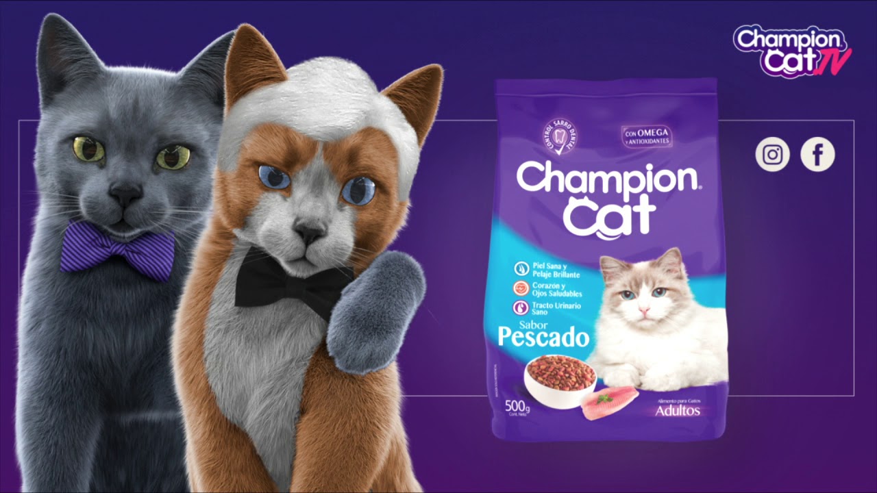 Champion Cat TV y Antoniom - YouTube