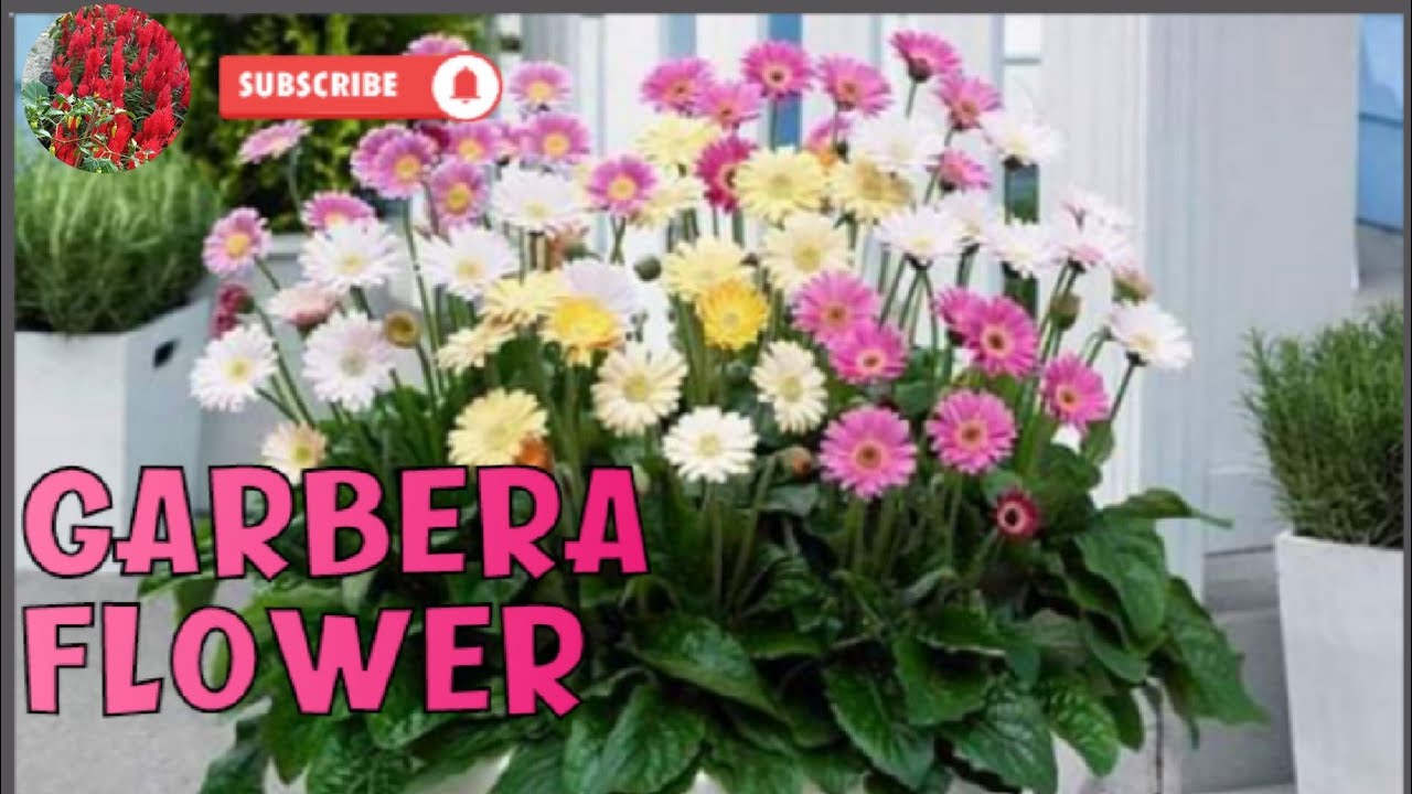 MELIHAT KEINDAHAN BUNGA GARBERA || GARBERA FLOWER - YouTube