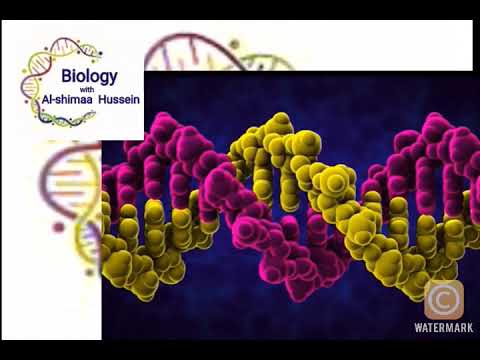 Chapter2 Lesson2 Nucleic acid - YouTube