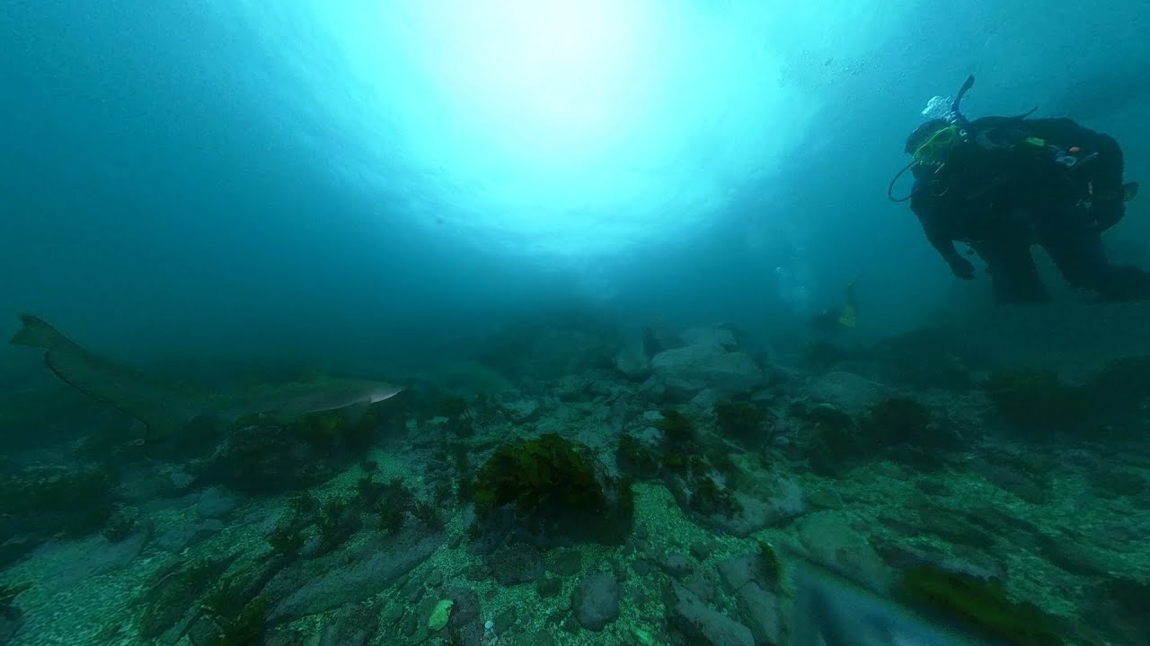 (continued) Bushrangers Bay, Bass Point Shellharbour NSW scuba diving 2 ...