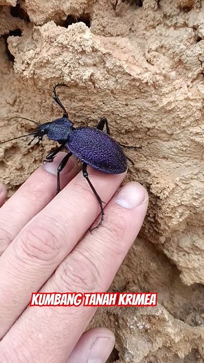 Buku Merah Krimea Kumbang Tanah #kumbang #serangga #alam#arthropoda - YouTube
