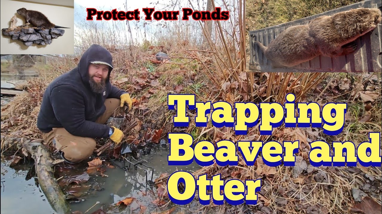 How to trap beaver and otter | KOAM Outdoors Trapping - YouTube