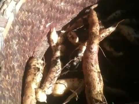 How to Harvest Arrowroot - YouTube