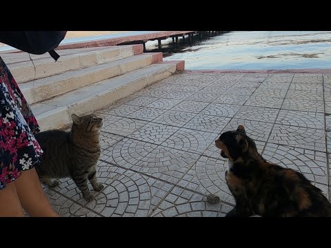 Nervous cat hissing and meowing loudly to other cat - YouTube