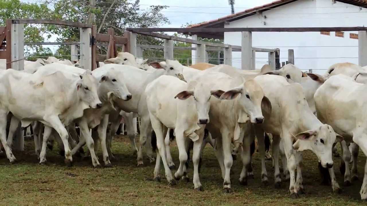 Novilhas Nelore - 133 com 9 10@ 05 01 13 - YouTube