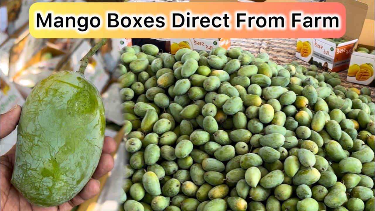 Organic Kesar Mango Farm of Talala | Famous Kesar Keri of Junagadh ...
