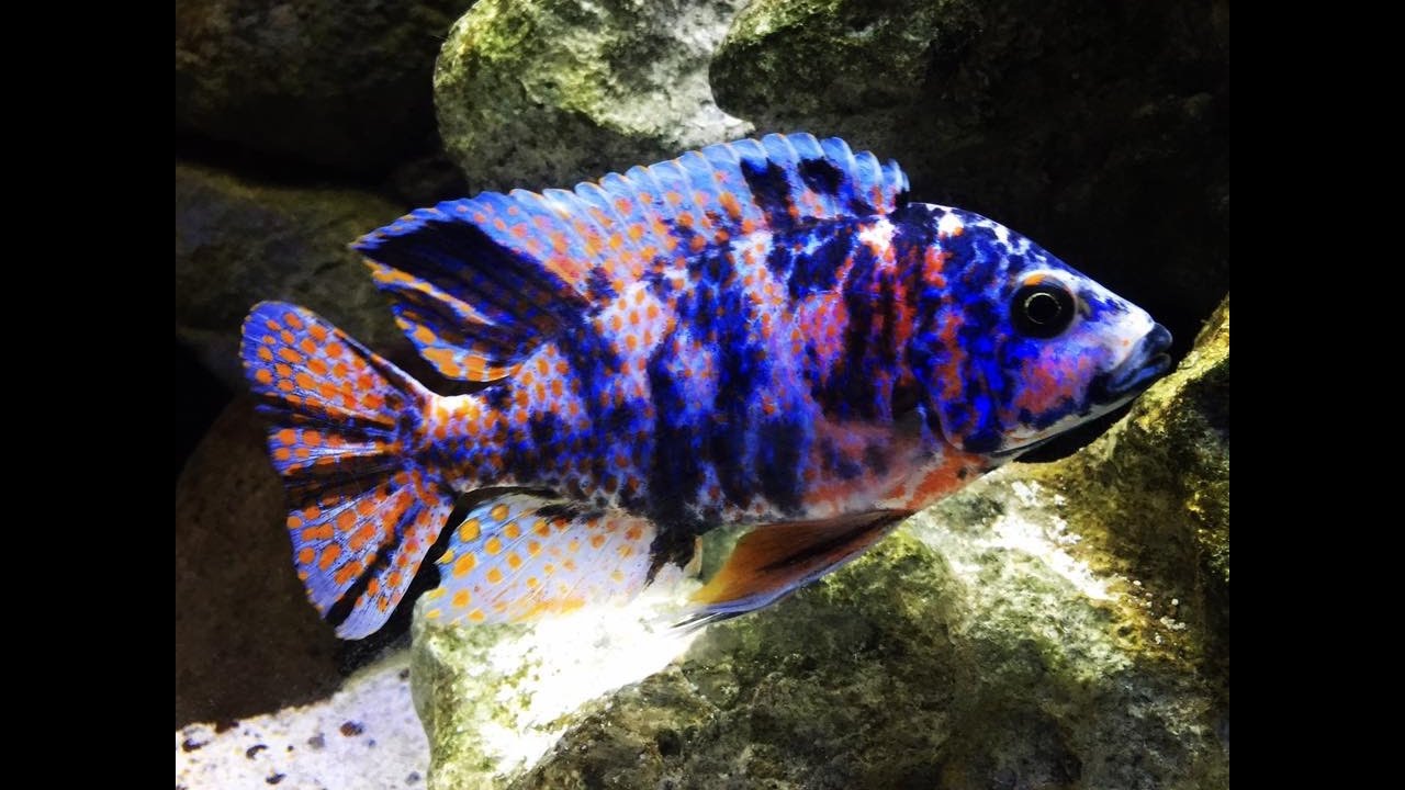 Why I Love the Fishkeeping Hobby! - YouTube