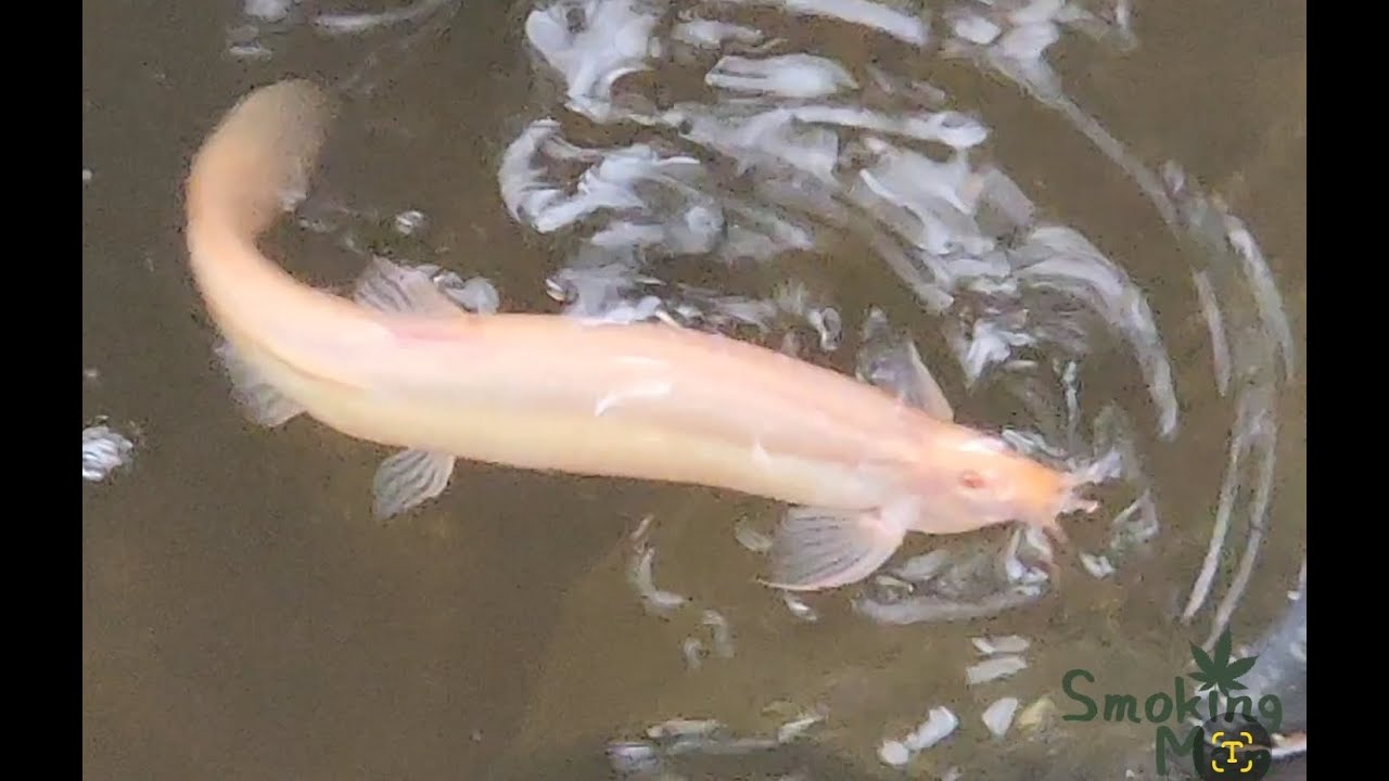 GIANT 12" Weather Loaches / Dojo , Pond , Waterfall - YouTube