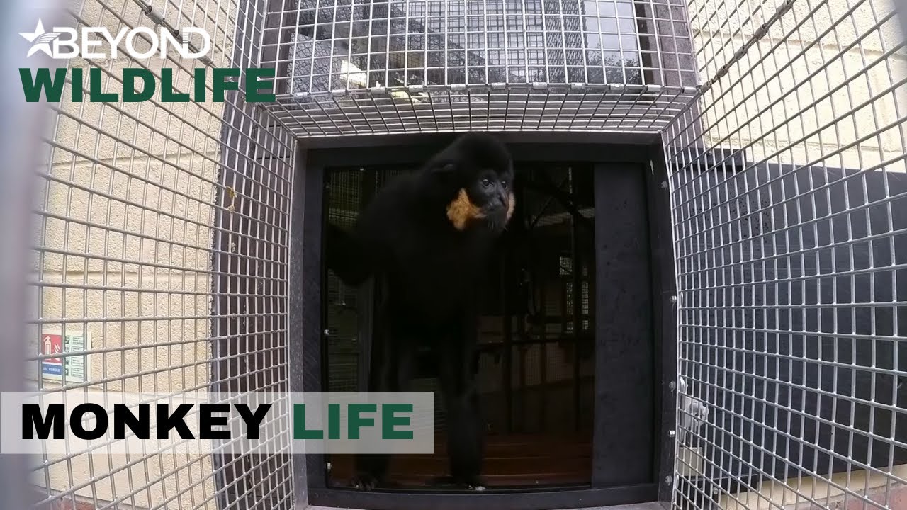 S9E19 | The First Bachelor Gibbon Group Is Formed | Monkey Life ...