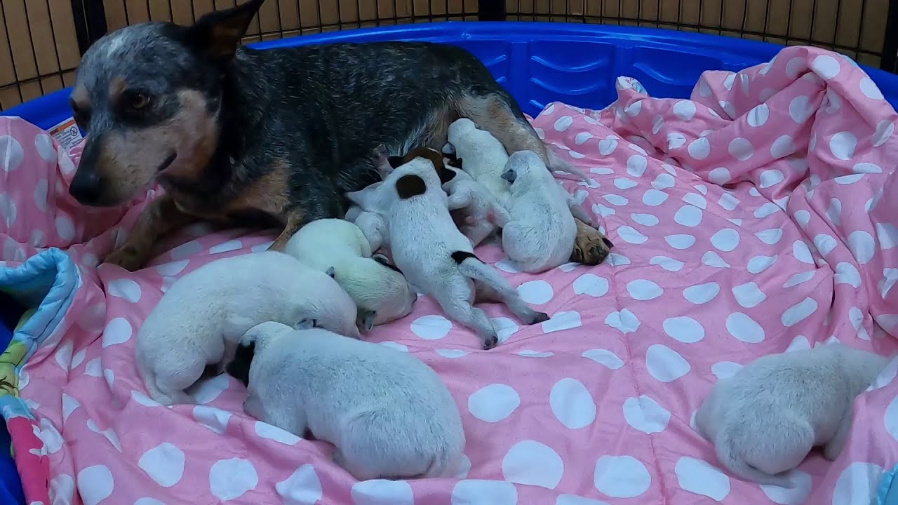 4 Days Old Puppies Australia Miniature Cattle Dog - YouTube