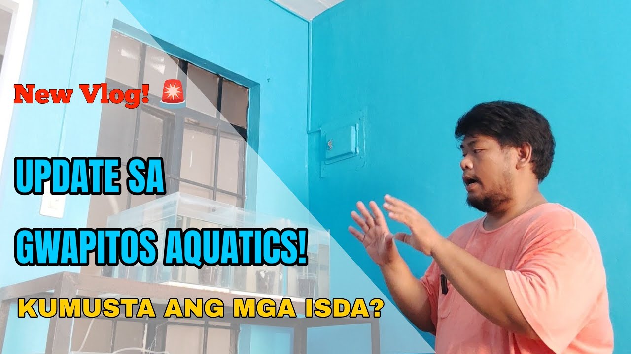GWAPITOS AQUATICS UPDATES | BETTA FRY | GUPPY FRY| MAY 2024 - YouTube