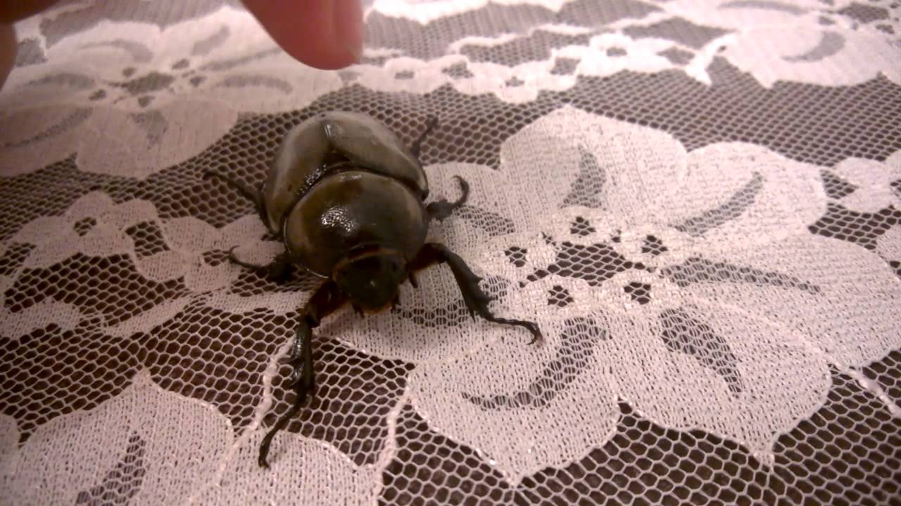 Dynastes tityus (Female) Hissing - YouTube