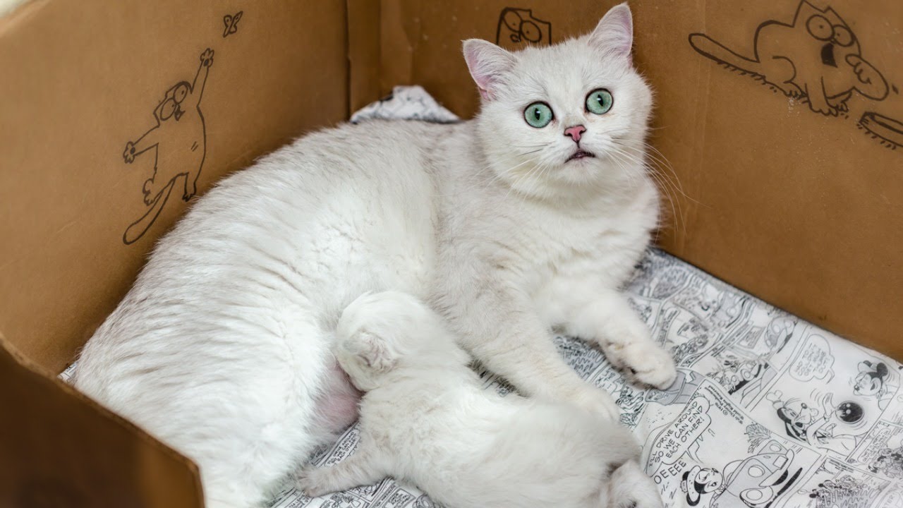 Kitten Live Stream Cam - YouTube