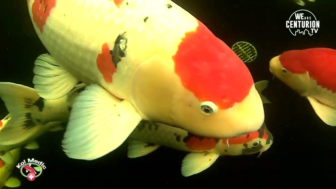 Why are my fish dying? Koi Medic explains water quality is most likely ...