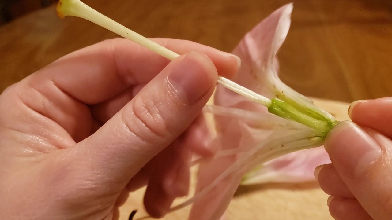 Flower (Lily) Dissection - YouTube