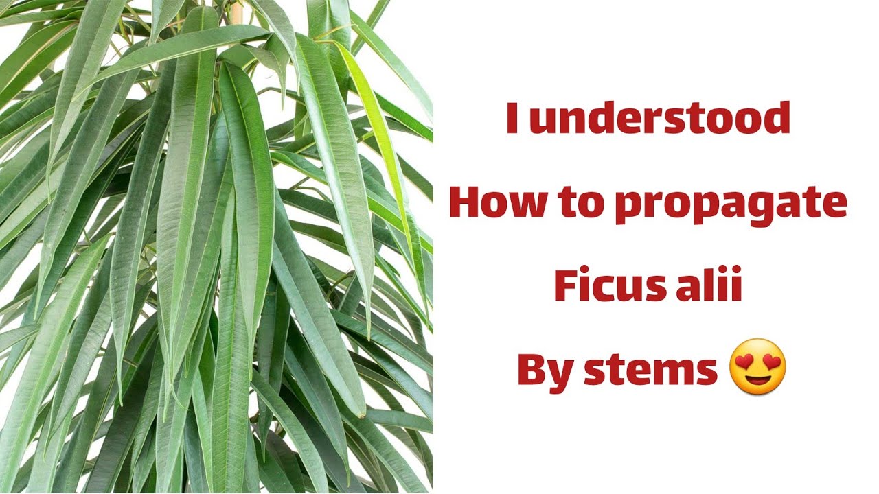 How to propagate ficus Alii by stems ? - YouTube
