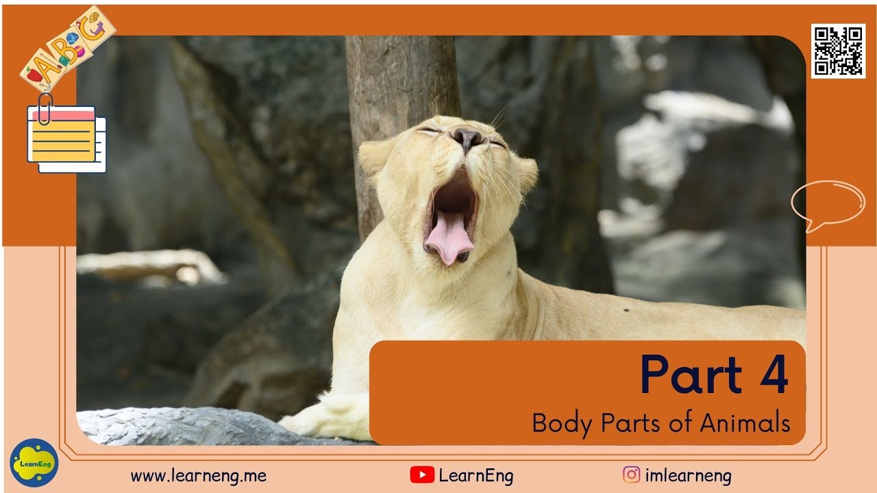 7th Grade Unit 4 | Animal Body Parts & Adjectives - YouTube