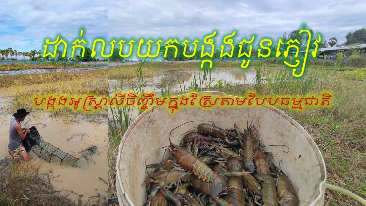 ដាក់លបយកបង្កងលក់ជូនភ្ញៀវ - ចិញ្ចឹមបែបធម្មជាតិ| Trapping crayfish in ...