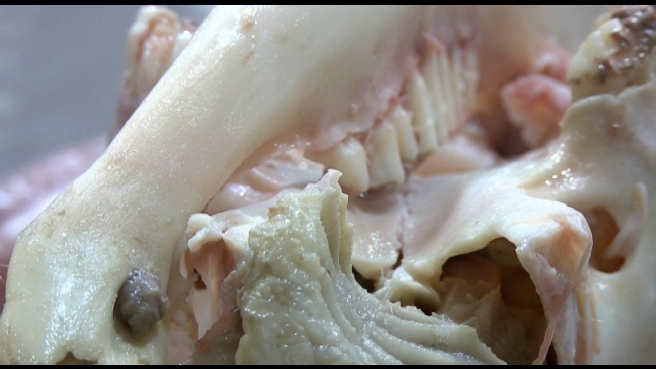 Den Haag viert Prinsjesdag: Recept Kalfskop Henk Savelberg - YouTube