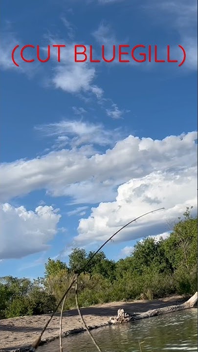 Cut Bluegill Catfishing At Tingley#SHORTS - YouTube