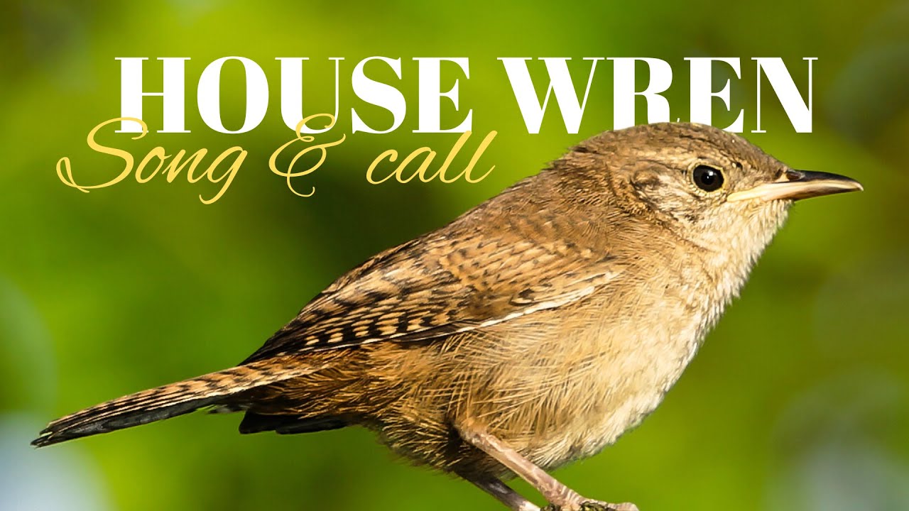 House Wren - Song & Call - YouTube